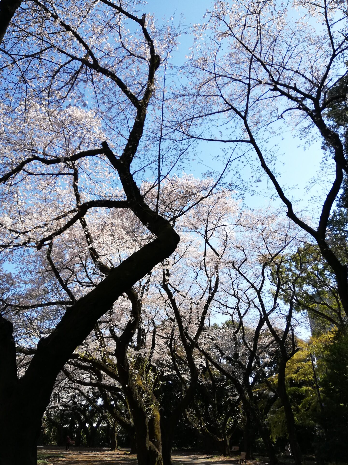 pyVRPを使うと200地点の配送計画問題のかなり良さげな解が得られたからpythonで実装する方法を解説する